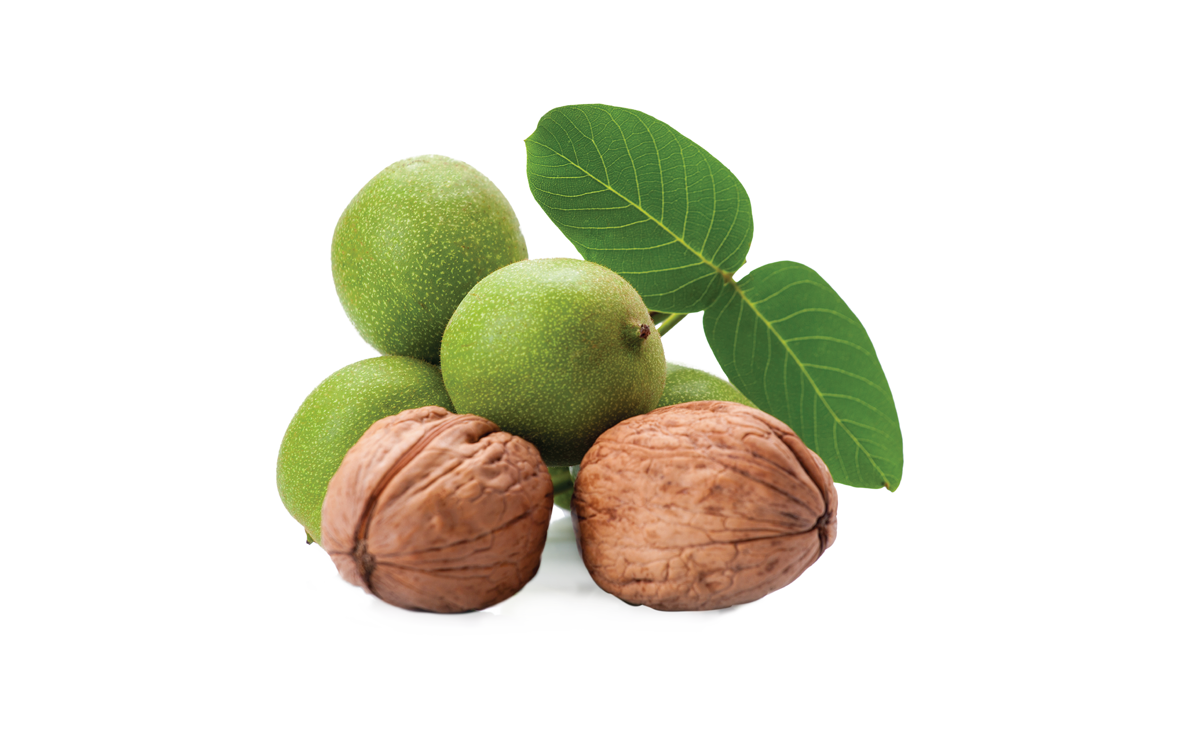 Chandler Sapling | Walnut Seedlings